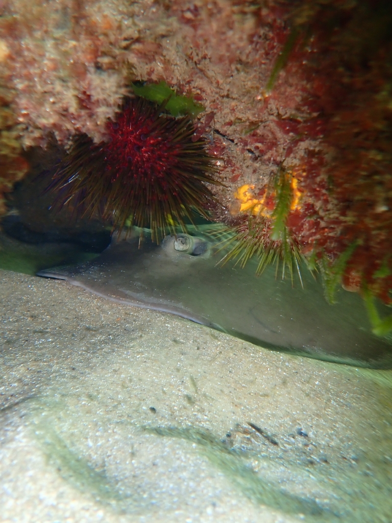 Eastern Shovelnose Stingaree from Australia on February 03, 2026 at 06: ...