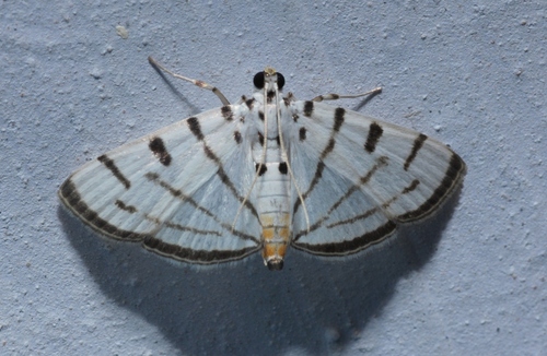 Pycnarmon virgatalis · iNaturalist