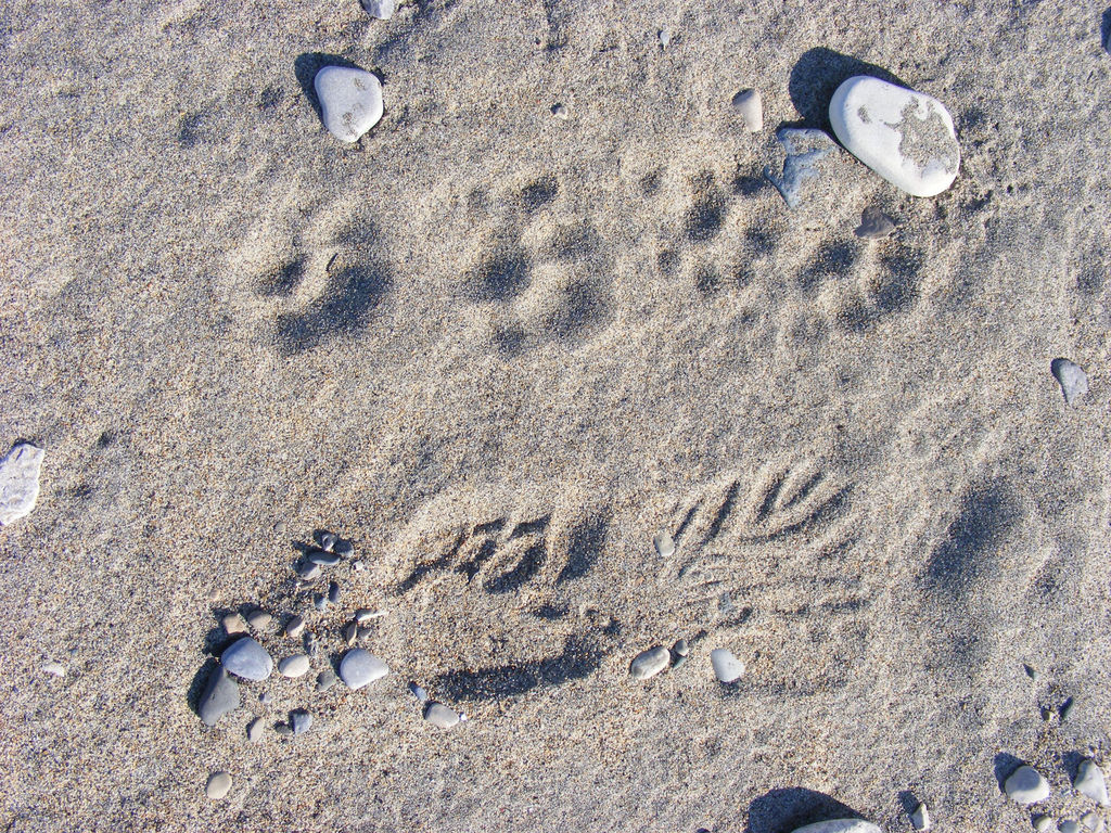North American River Otter from Brownlow point, Arctic National ...