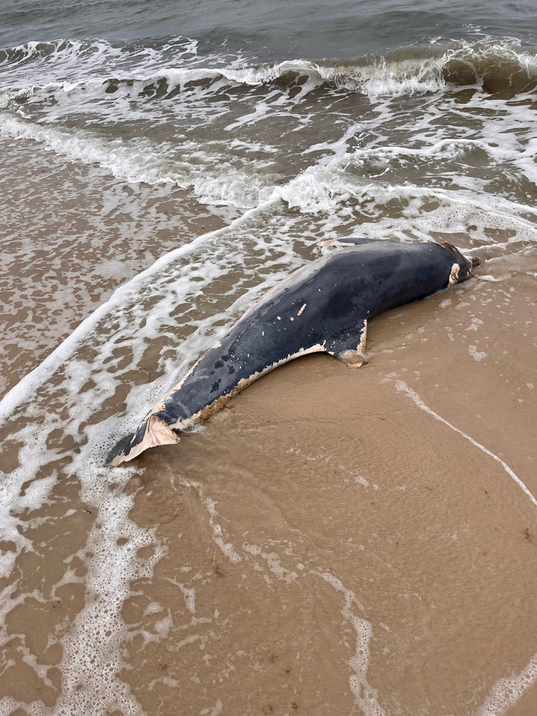 Oceanic Dolphins from Tennyson, AU on February 12, 2026 at 09:21 AM by ...