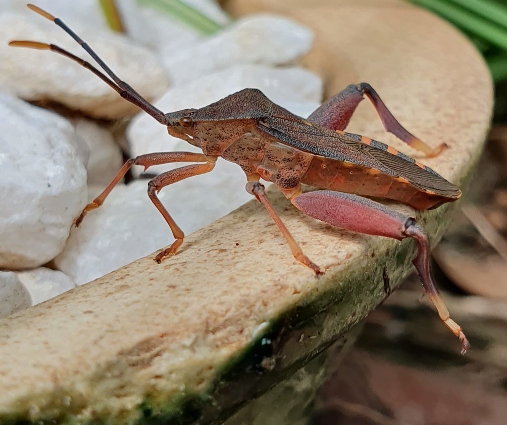Amorbus from Central Coast NSW, Australia on February 15, 2020 at 11:22 ...
