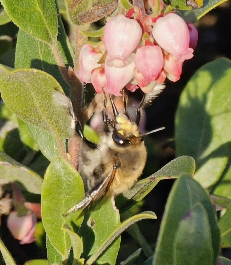 Pacific Digger Bee from Gateway Transit Center, Port Angeles, WA 98362 ...