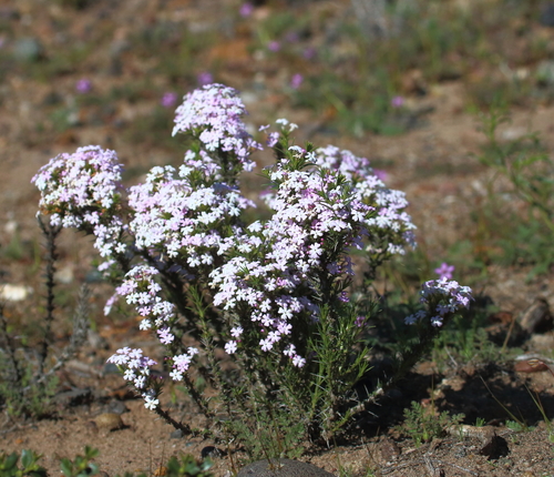 Junellia erinacea · iNaturalist