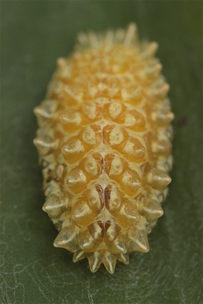 Jewel Caterpillar Moths from Cuenca, Ecuador on February 15, 2020 at 01 ...