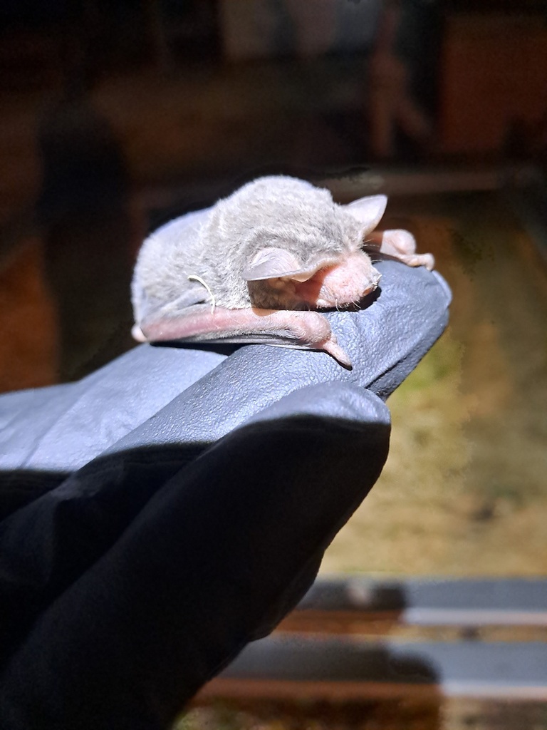 Inland Free-tailed Bat from Garah NSW 2405, Australia on February 11 ...