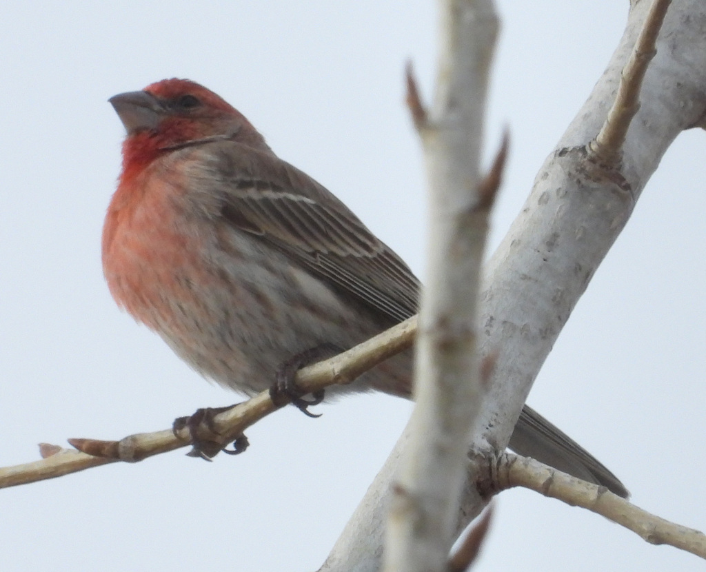 House Finch from Riderwood Village, Gracefield Road, Silver Spring, MD ...