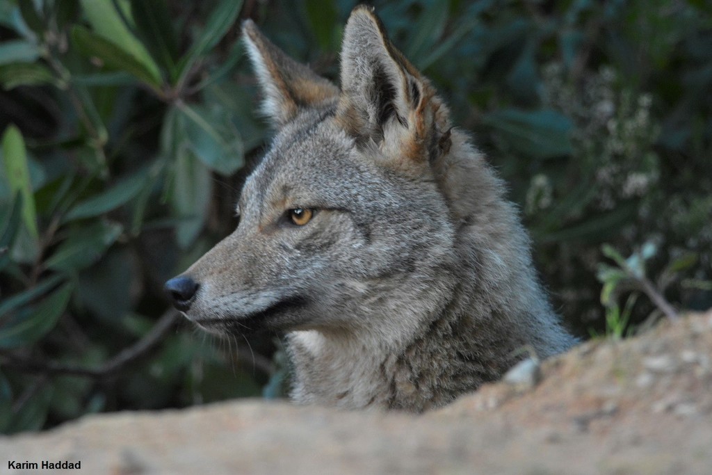 African Wolf (Canis lupaster) - Know Your Mammals