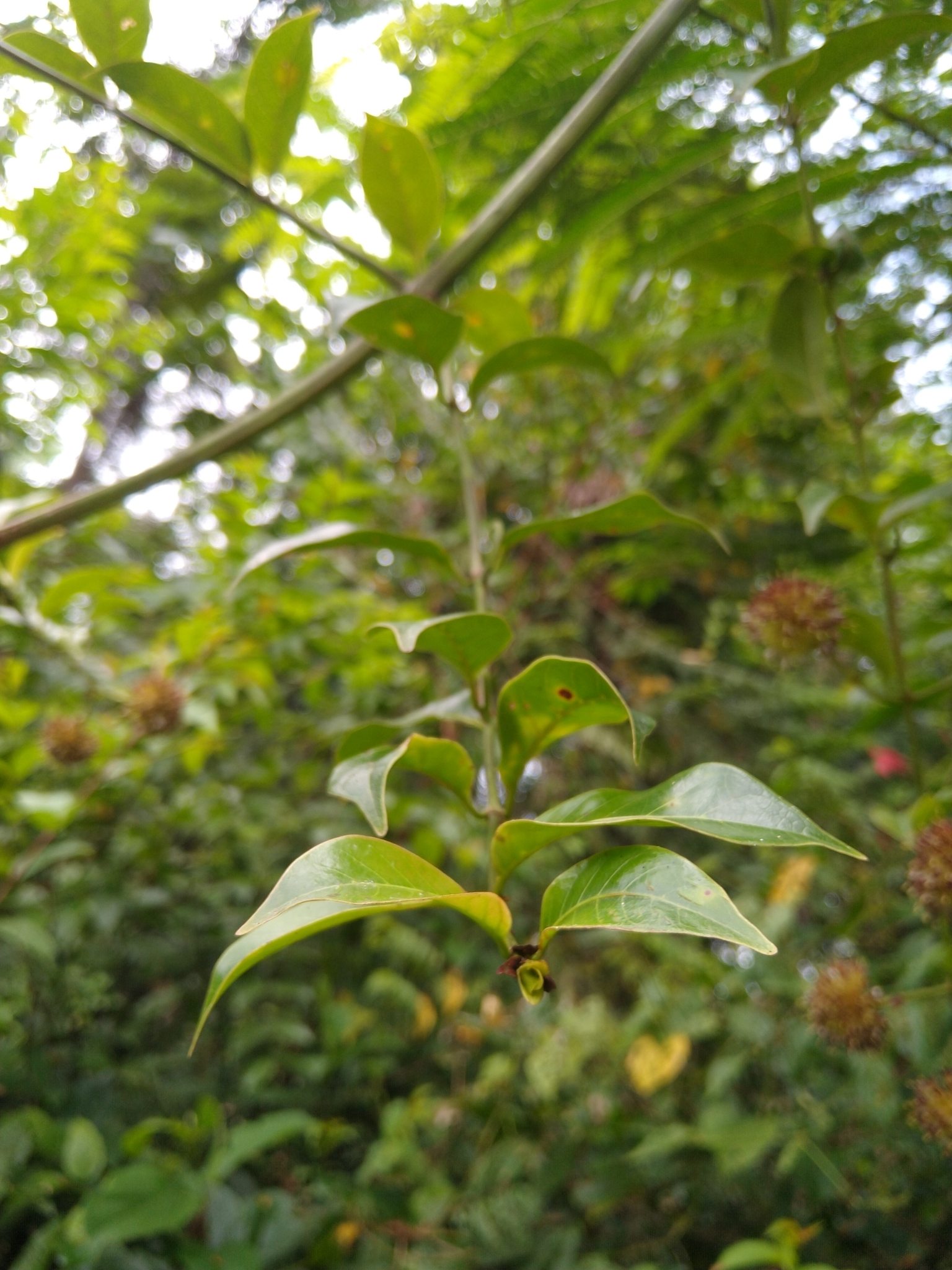 Uncaria guianensis (Aubl.) J.F.Gmel.