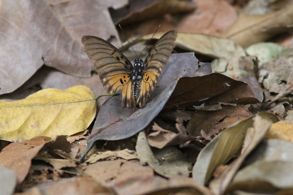 Euphaedra edwardsii from Santasi, Kumasi, Ghana on January 27, 2018 at ...