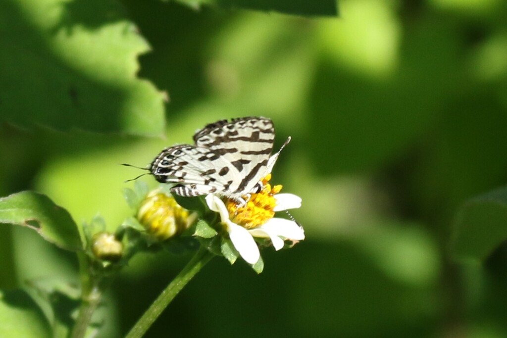 Common Black Pie from Chibini, South Africa on February 11, 2026 at 09: ...