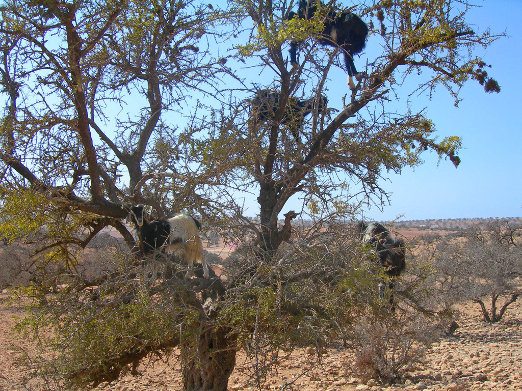 Argan tree (Sideroxylon spinosum) - Botanical Realm