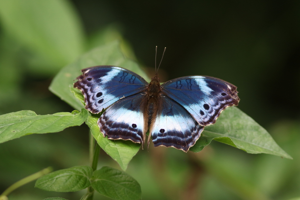 Western Blue Mother-of-Pearl from Santasi, Kumasi, Ghana on February 4 ...