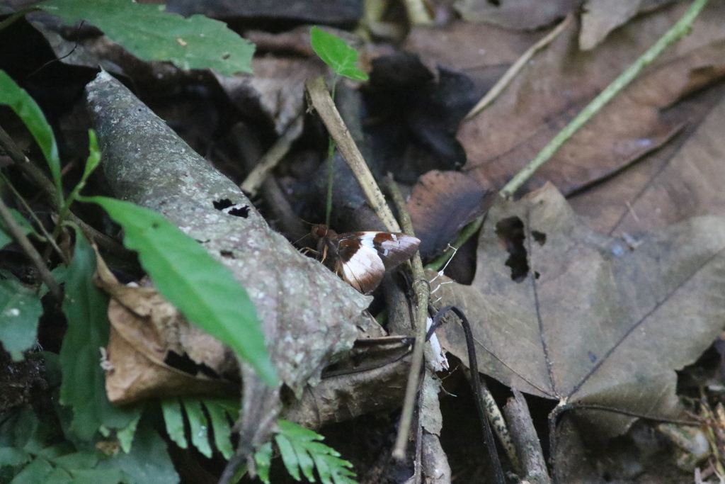 White-banded Red-eye from Santasi, Kumasi, Ghana on February 7, 2019 at ...
