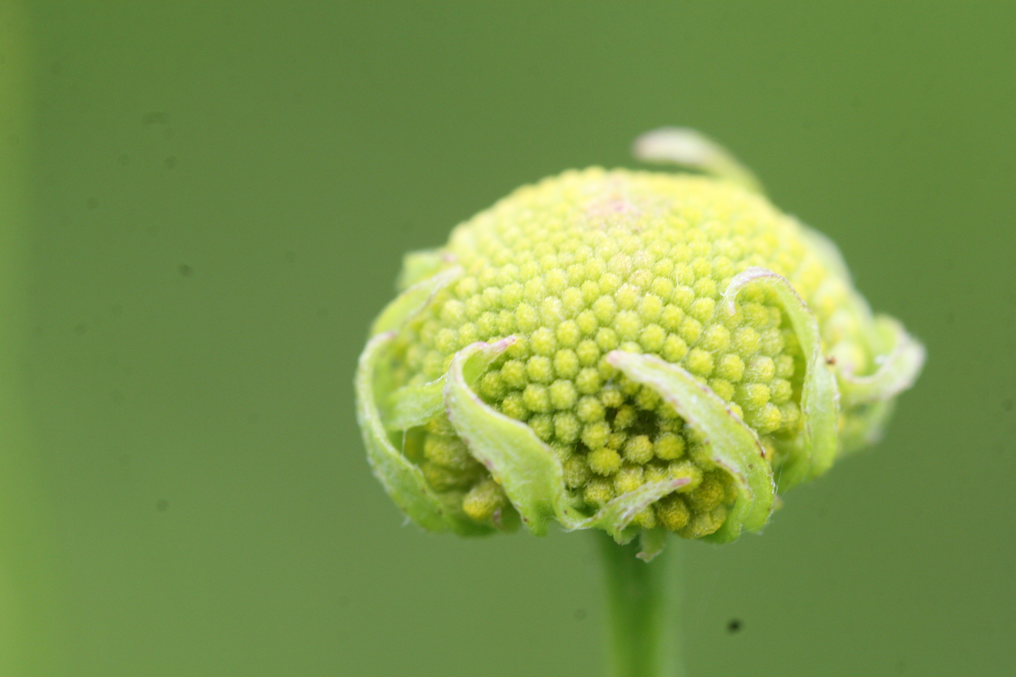 Helenium virginicum S.F.Blake