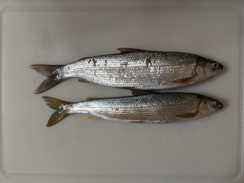 Round Whitefish (Prosopium cylindraceum) - Marine Life Identification