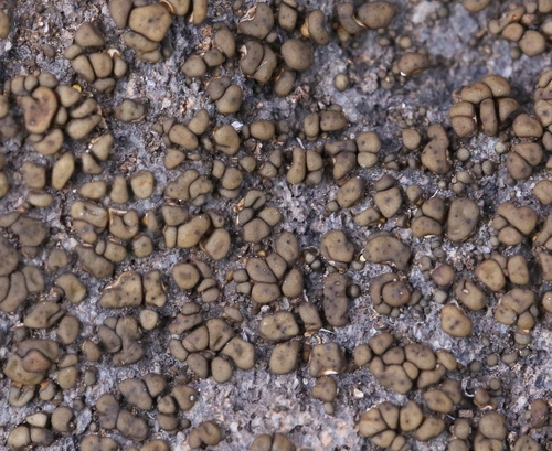 Peltula zahlbruckneri · iNaturalist