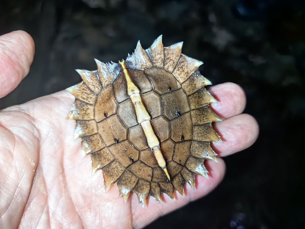 Spiny Terrapin in February 2026 by Kurt Orion G · iNaturalist