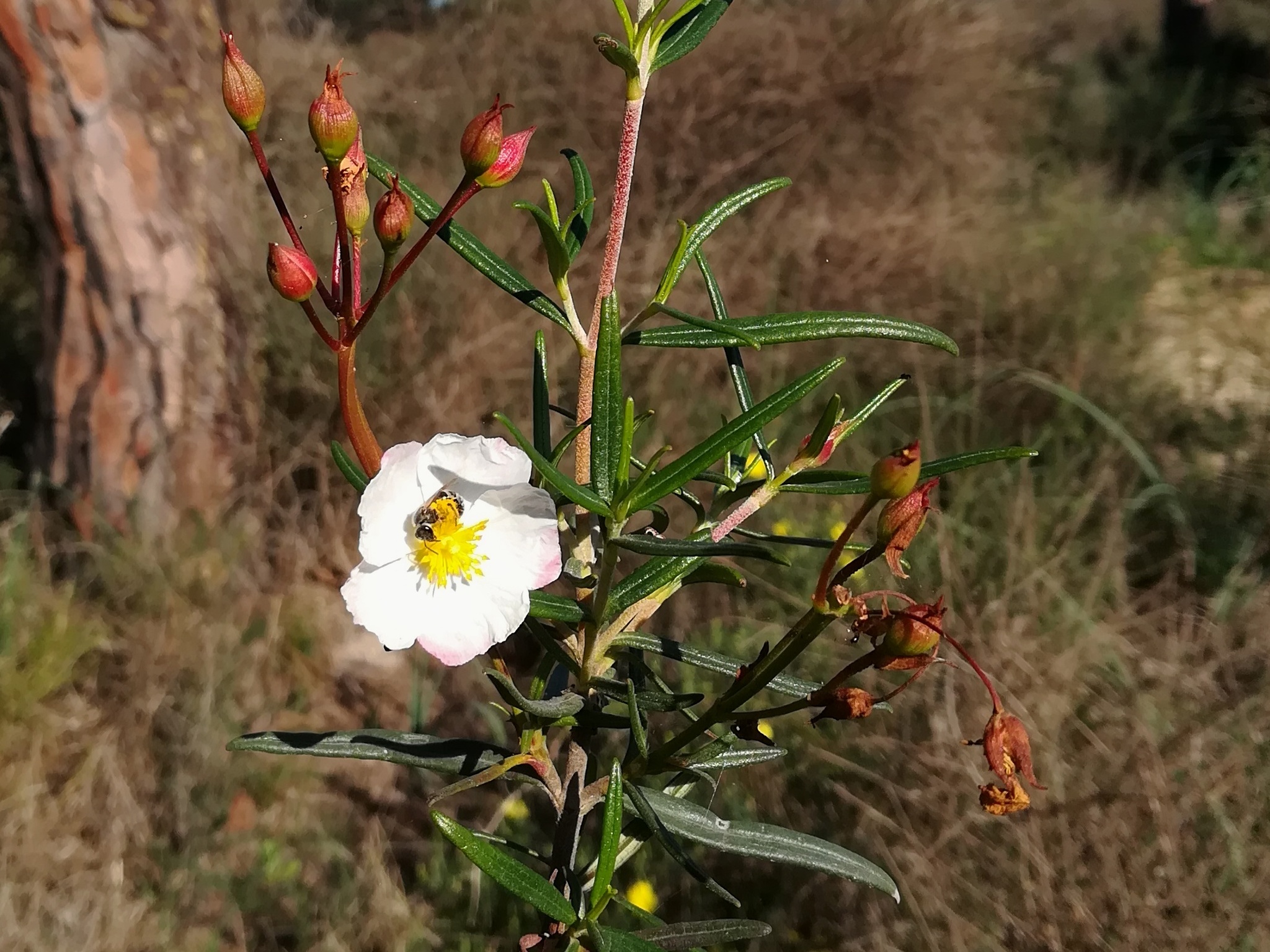 Cistus libanotis L.