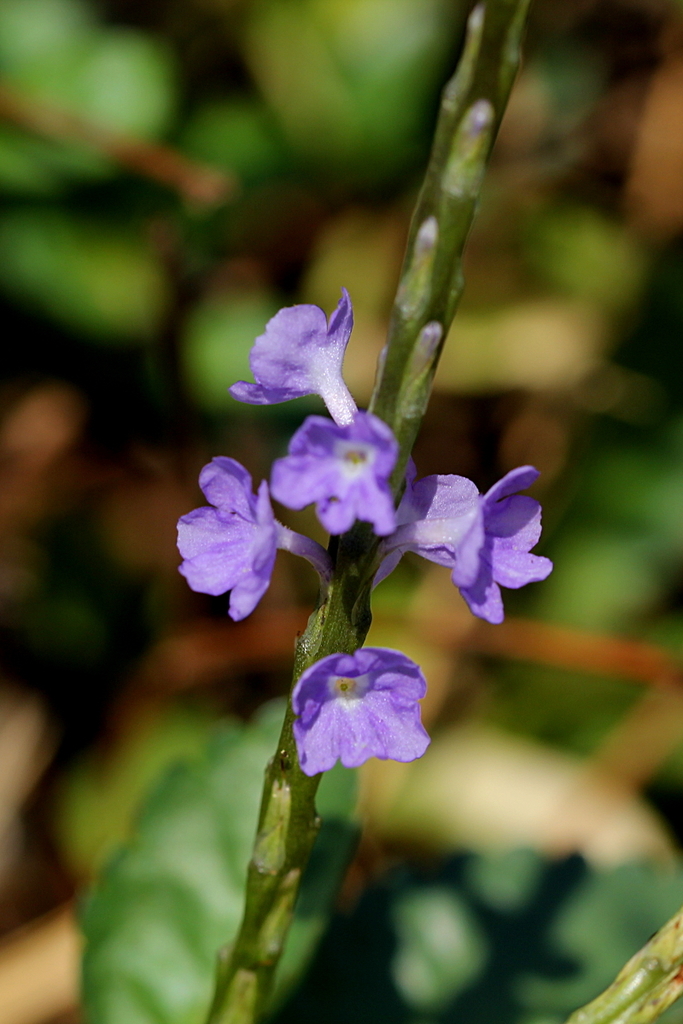 Blue Porterweed (Westchester Library Plant Walk) · iNaturalist
