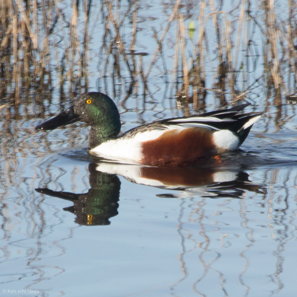 Northern Shoveler (Waterfowl of Ontario ) · iNaturalist