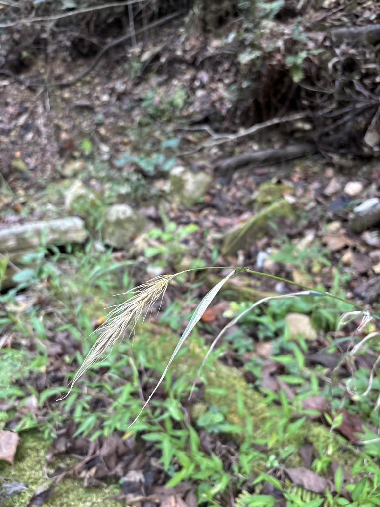 river wild rye in October 2025 by Jack Looney · iNaturalist