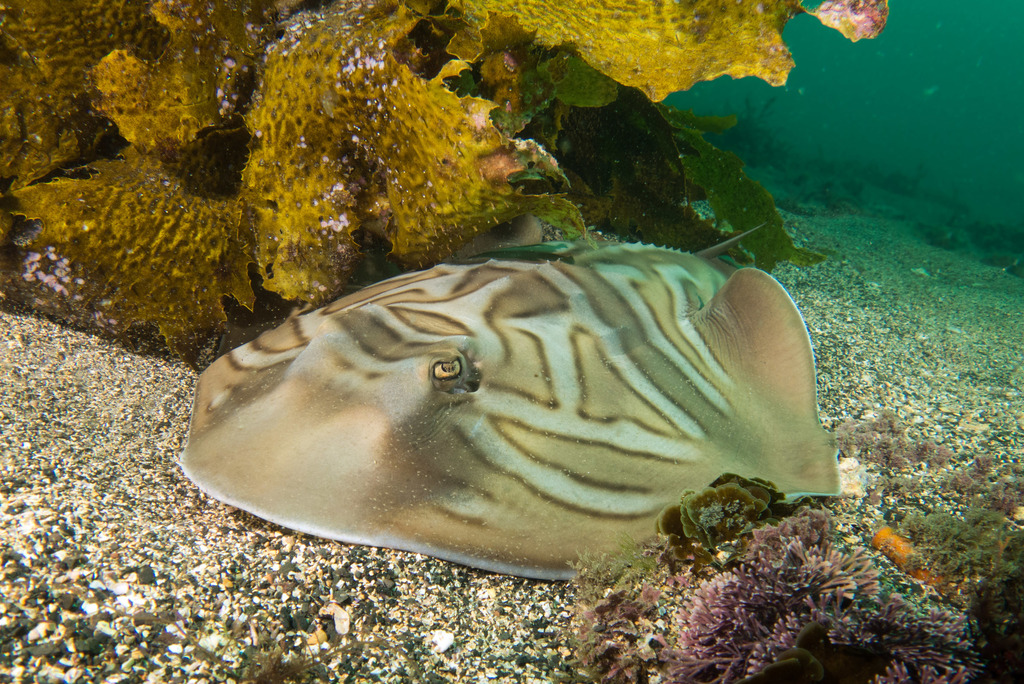 Rays (Batoidea) - Marine Life Identification