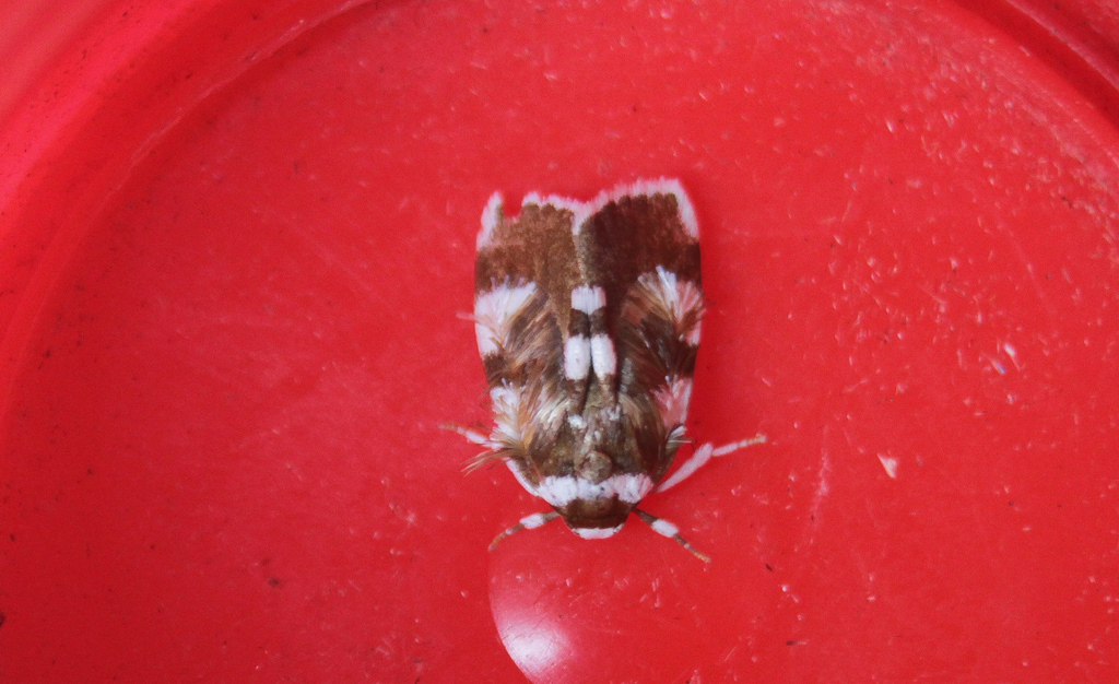 Garudinodes bicolorana from Jayapura Regency, Papua, Indonesia on ...