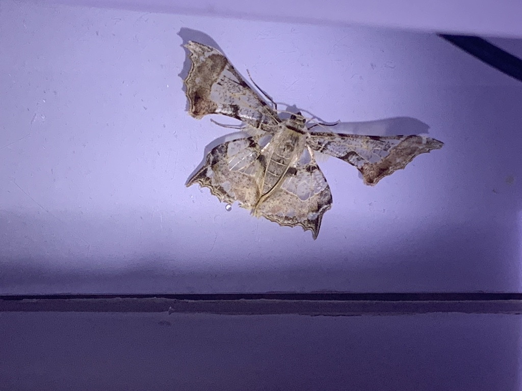 Krananda extranotata from Arfak Mountains Regency, West Papua ...