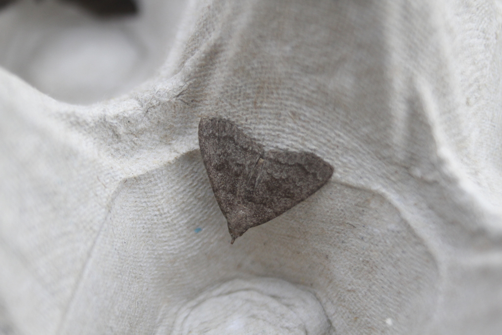 Underwing, Tiger, Tussock, and Allied Moths from Arfak Mountains ...