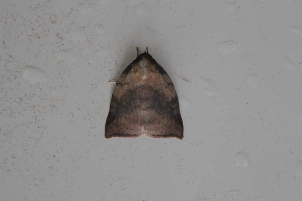 Negeta contrariata from Arfak Mountains Regency, West Papua, Indonesia ...