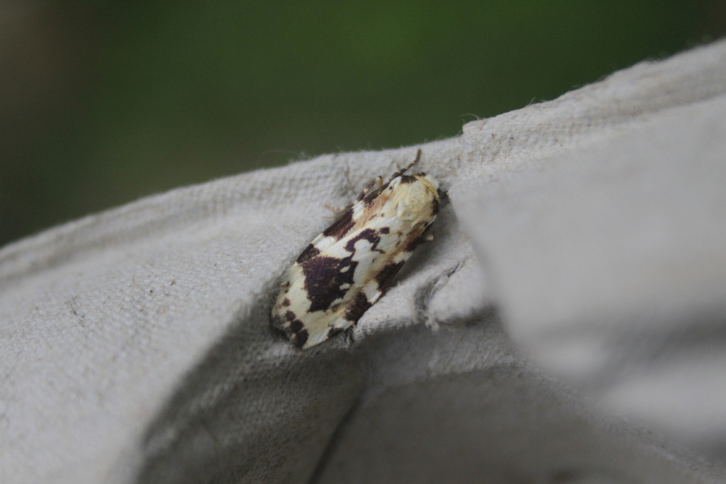 Cyana nigroplagata from Arfak Mountains Regency, West Papua, Indonesia ...