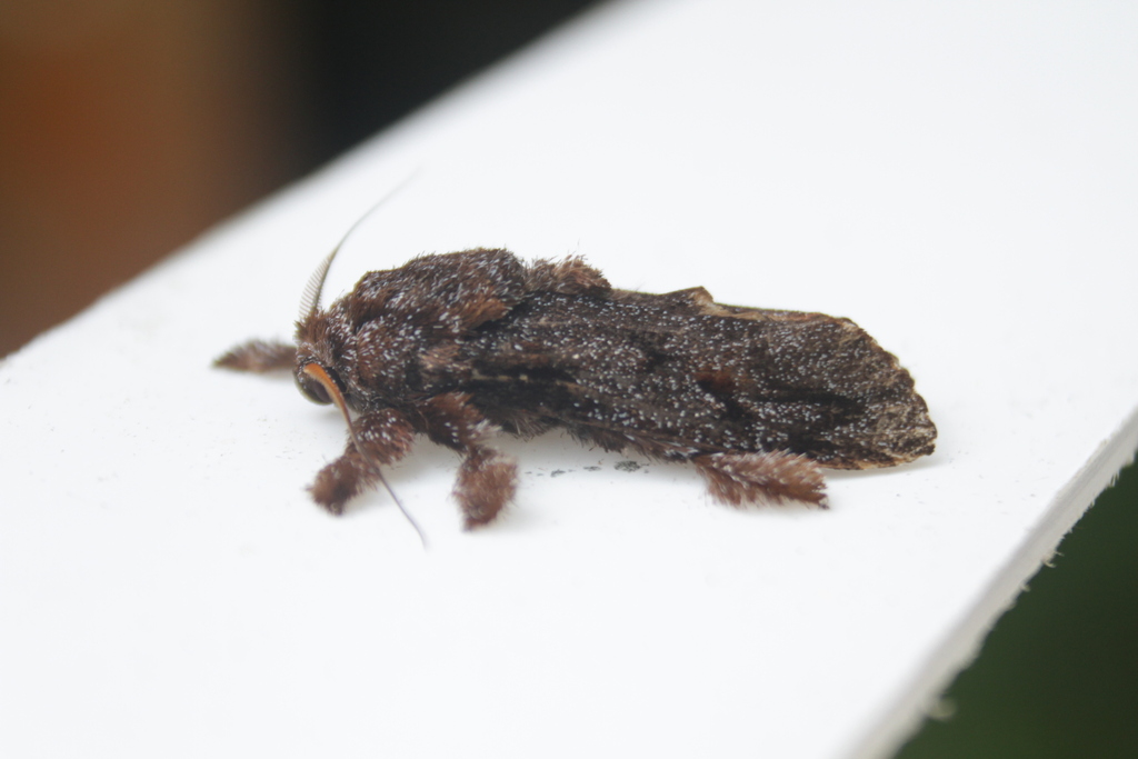 Pseudarbelinae from Arfak Mountains Regency, West Papua, Indonesia on ...
