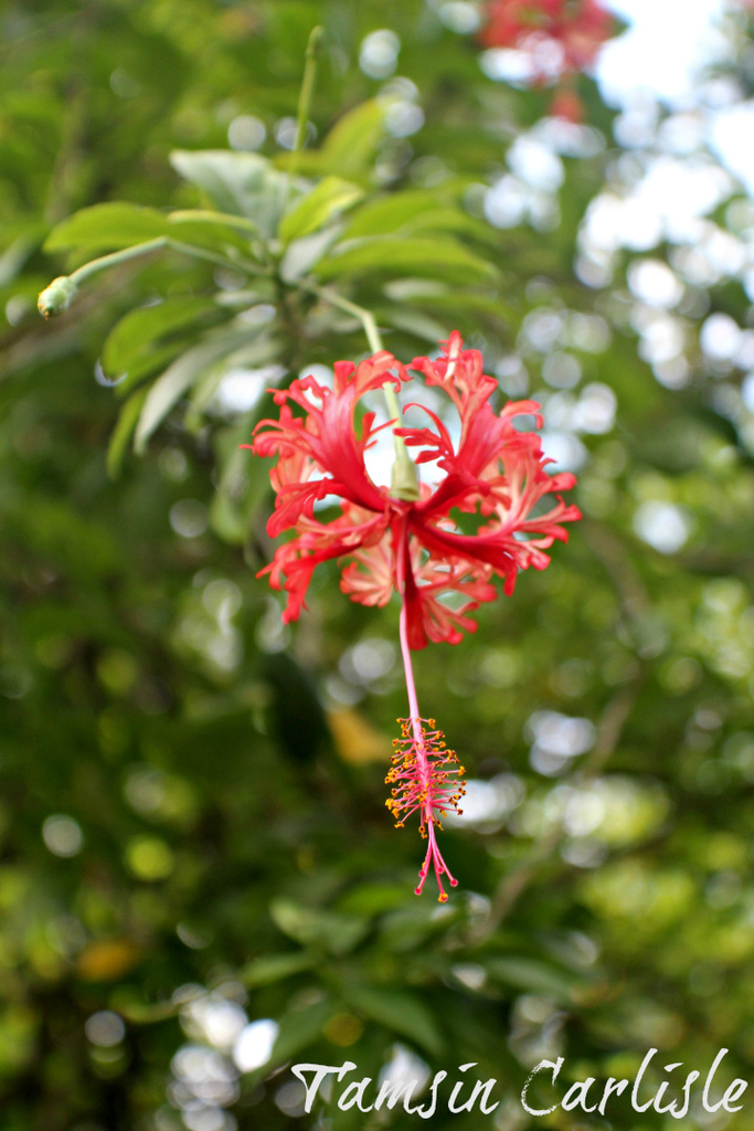 Spider Hibiscus (Hibiscus schizopetalus) - Botanical Realm