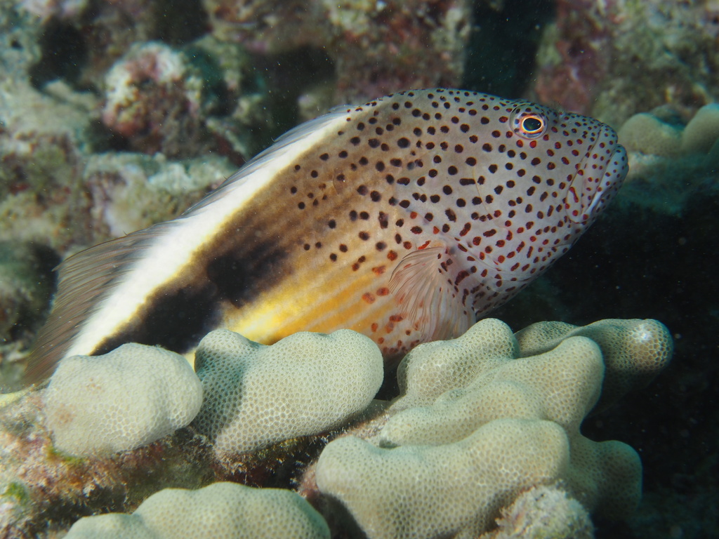 Freckled Hawkfish (Field guide to fishes of the Coral Sea Marine Park ...