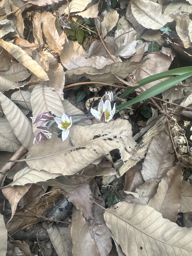 Amana edulis from 丹徒区, 镇江市, 江苏省, CN on February 13, 2026 at 02:57 PM by ...