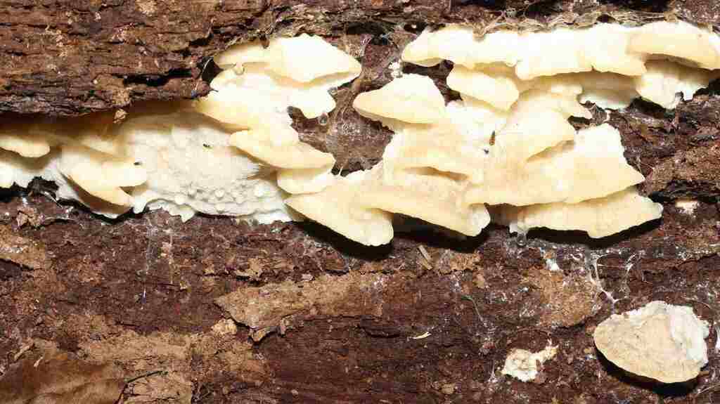Tyromyces galactinus in September 2025 by lynath. On very deteriorated ...