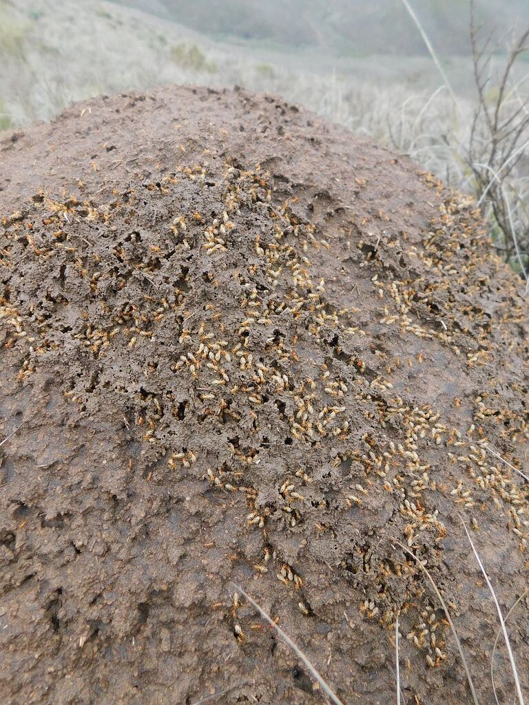 Snouted Harvester Termite from Loerkloof Greyton, 7233, South Africa on ...