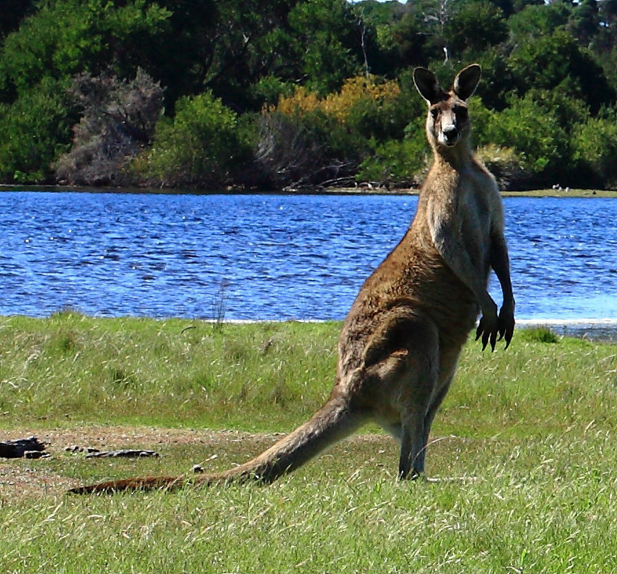Tasmanian Forester Kangaroo (Macropus giganteus tasmaniensis) - Know ...
