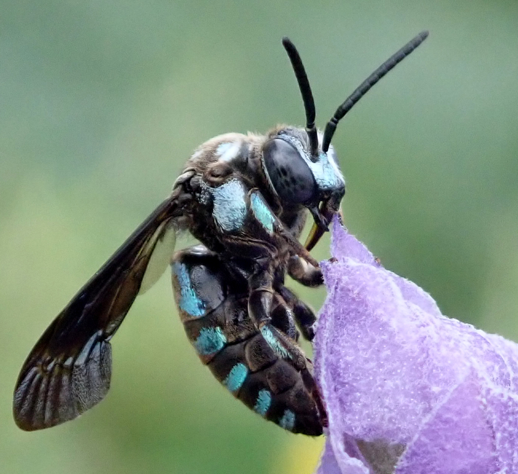 Cloak-and-Dagger Bees (Bee genera of southern Africa) · iNaturalist