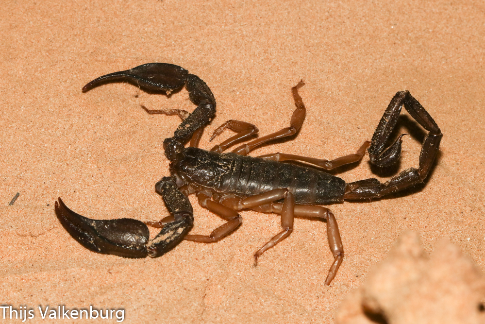 Nebo omanensis from Al Wusta Governorate, Oman on February 3, 2026 at ...