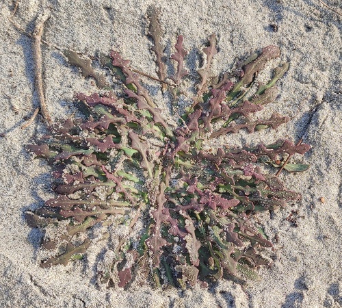 Launaea asplenifolia · iNaturalist