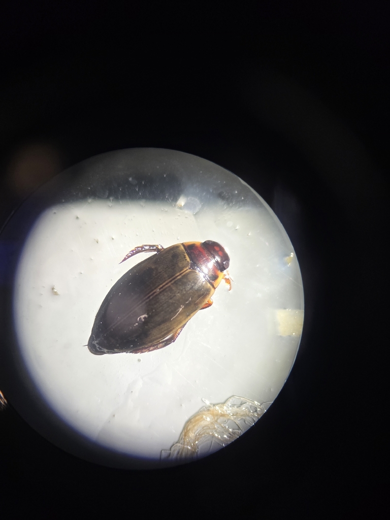 large-grooved diving beetle from Bremen Knoops Park, 28759 Bremen ...