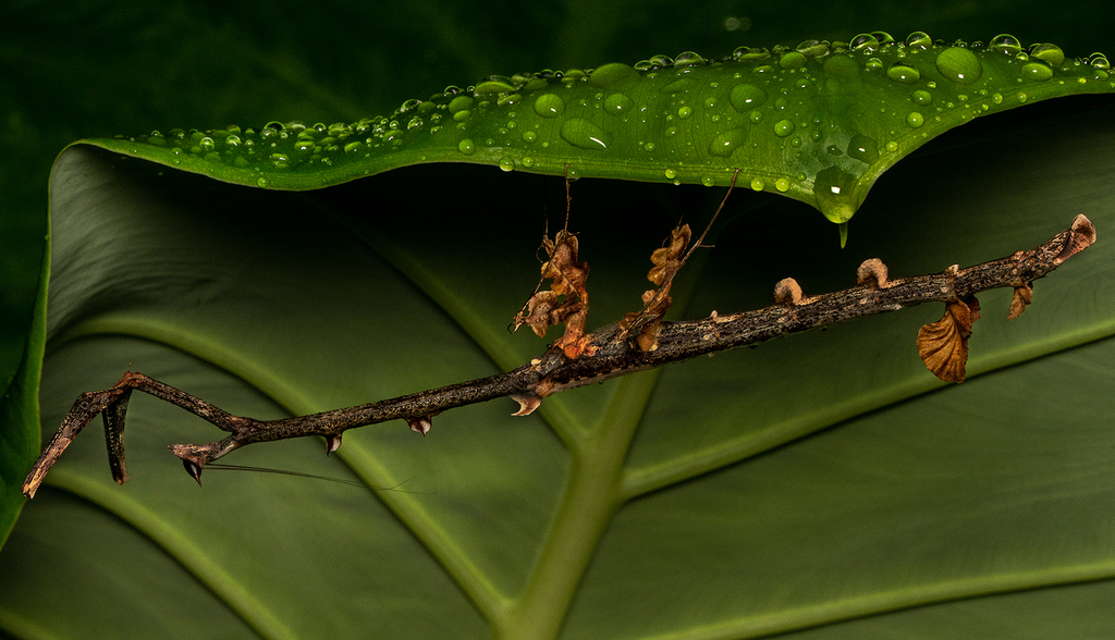 Paratoxodera gigliotosi from 62 Khlong Sok, Phanom District, Chang Wat ...