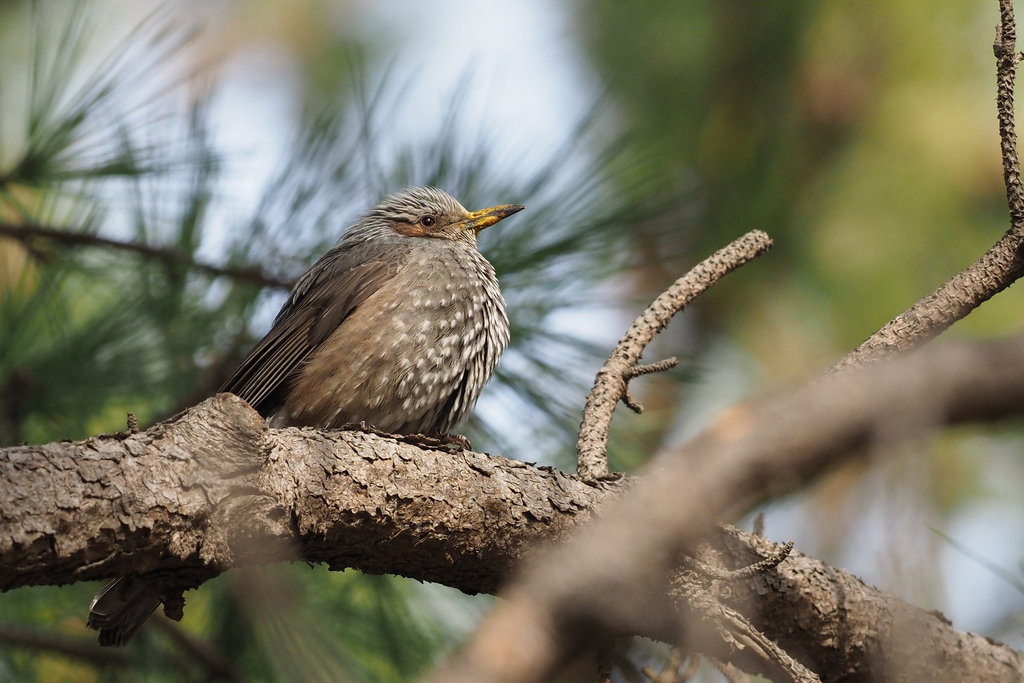 Brown-eared Bulbul from Hokkaido, Japan on February 7, 2020 at 04:25 AM ...