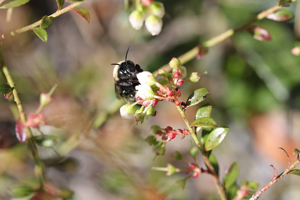 Blueberry Digger Bee from Hernando County, FL, USA on February 15, 2020 ...