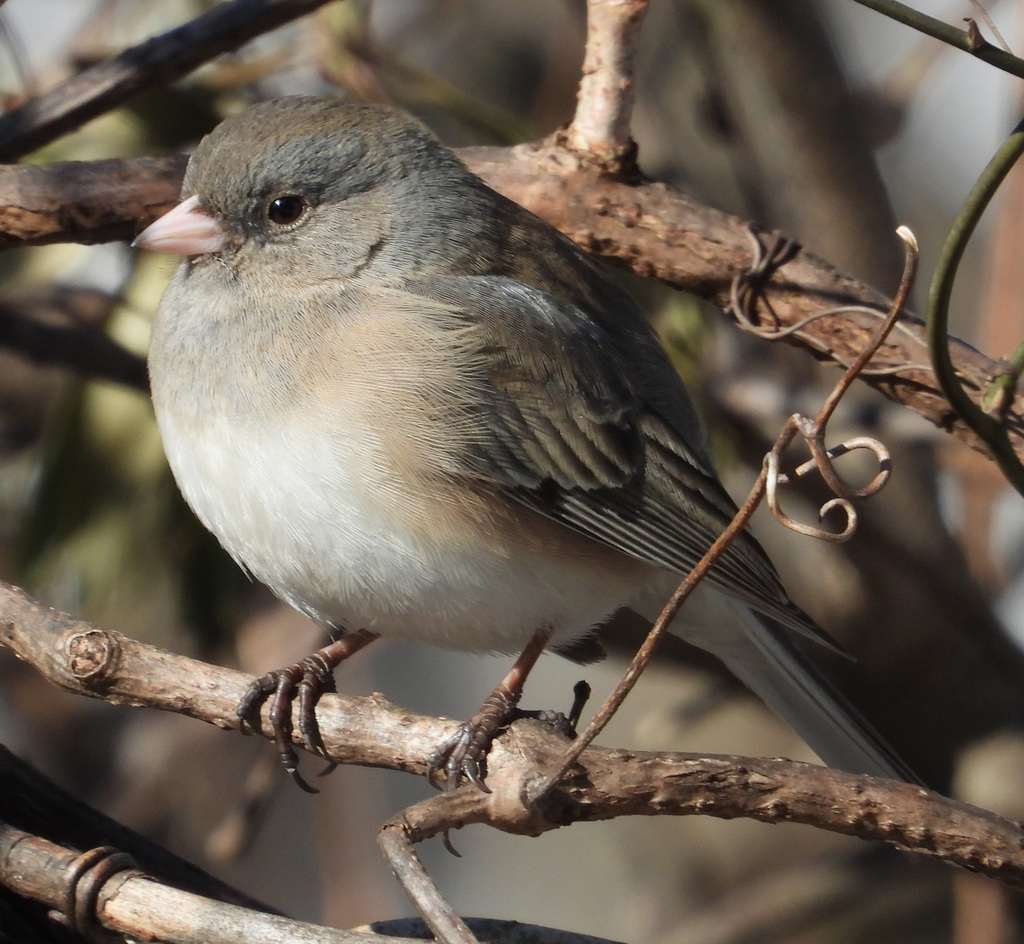Dark-eyed Junco from Riderwood Village, Gracefield Road, Silver Spring ...