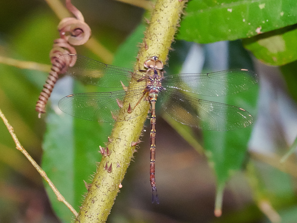 Dingy Duskhawker from Central, Singapore on February 16, 2020 at 10:40 ...