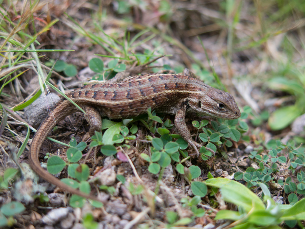 Plateau Bunchgrass Lizard from Mineral del Chico, Hidalgo, Mexico on ...