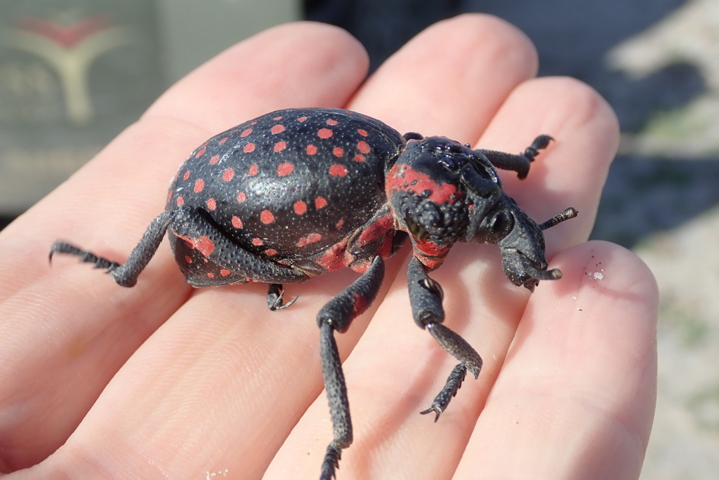 Redspot Lily Weevil (Beetles and Bugs of the Mfolozi River catchment ...