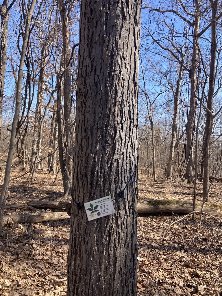 shagbark hickory from Powder Valley Conservation Nature Center, 11715 ...